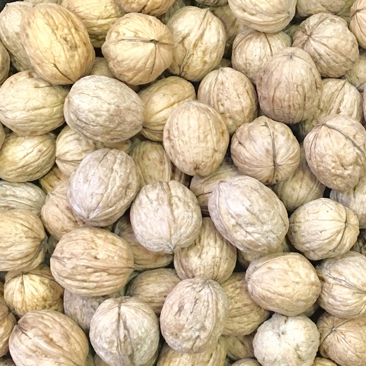WHOLE CHILEAN WALNUTS / AKHROT - SELECTED – DAKSHA DRY FRUITS